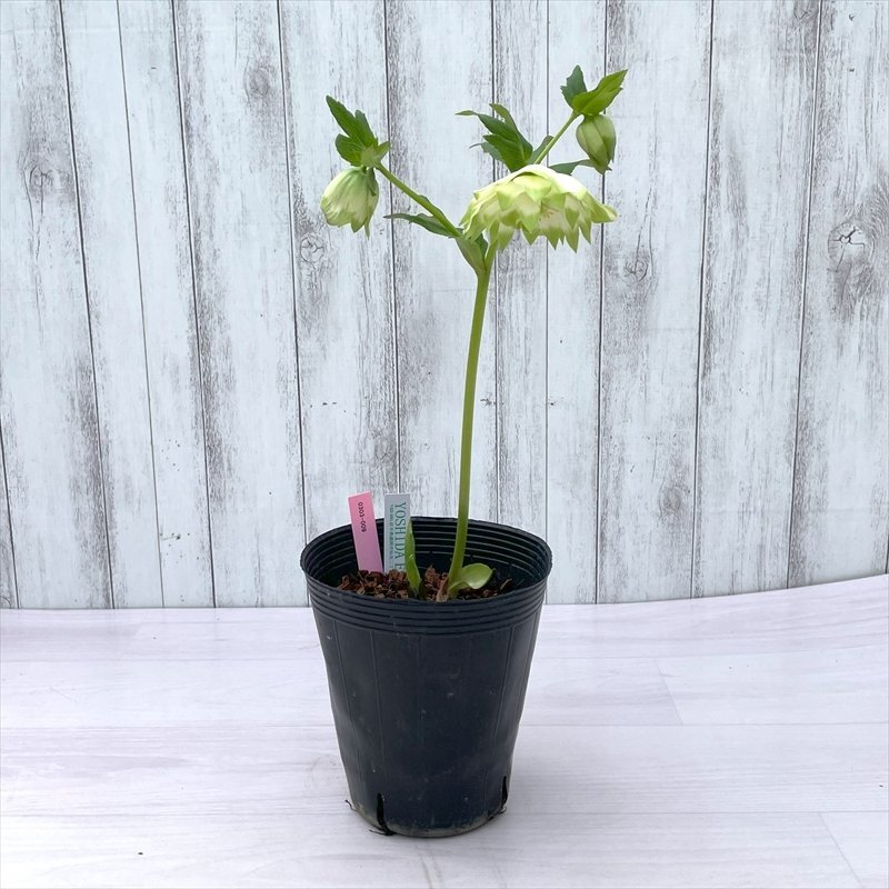 Yahoo!オークション - 0303-009 吉田園芸 クリスマスローズ ピエラ ダ...