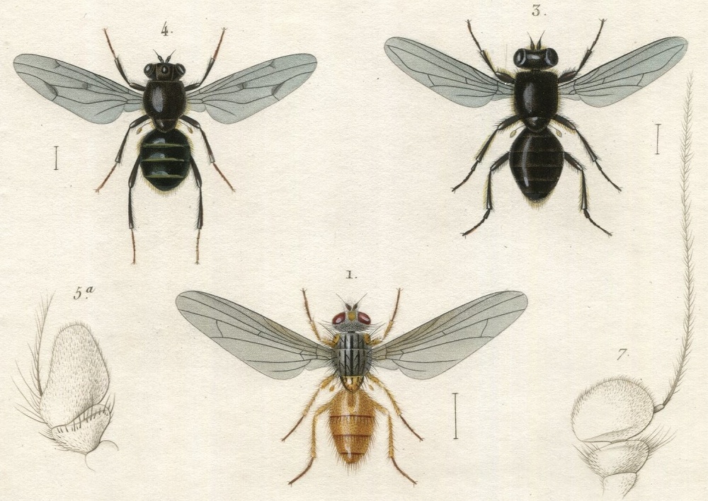 Yahoo!オークション - 1836年 Cuvier 動物界 昆虫類 Pl.178bis イエバ...