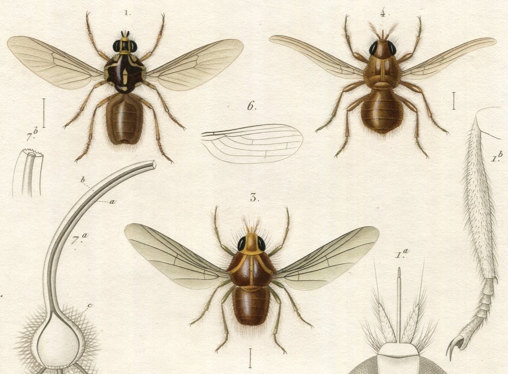 Yahoo!オークション - 1836年 Cuvier 動物界 昆虫類 Pl.182 シラミバエ...