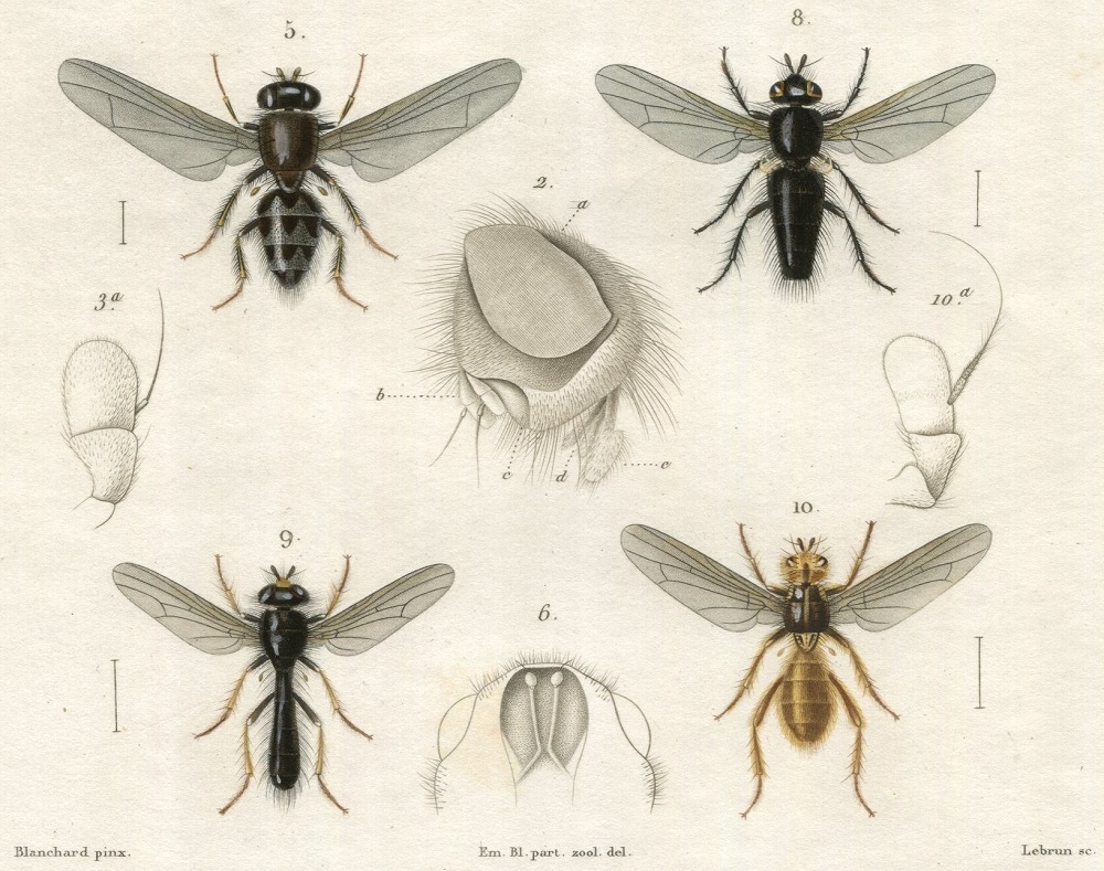 Yahoo!オークション - 1836年 Cuvier 動物界 昆虫類 Pl.178bis イエバ...