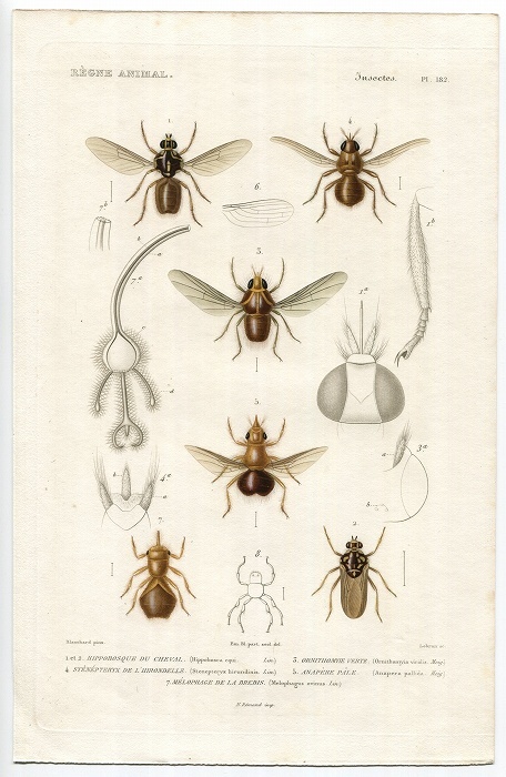 Yahoo!オークション - 1836年 Cuvier 動物界 昆虫類 Pl.182 シラミバエ...