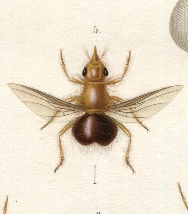 Yahoo!オークション - 1836年 Cuvier 動物界 昆虫類 Pl.182 シラミバエ...