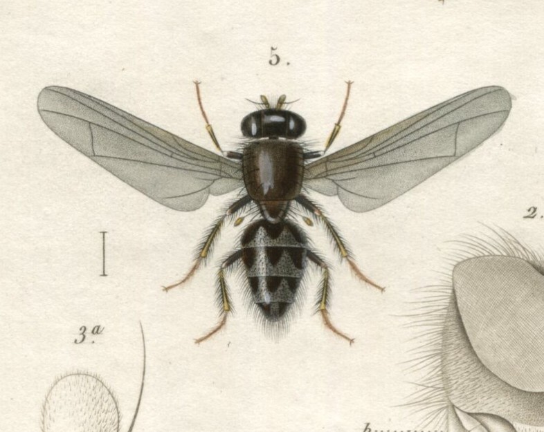 Yahoo!オークション - 1836年 Cuvier 動物界 昆虫類 Pl.178bis イエバ...