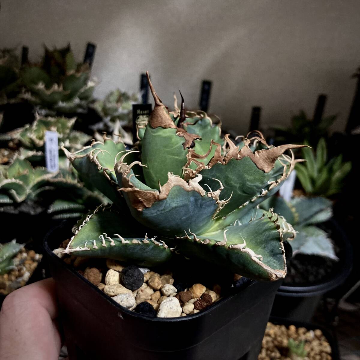 Yahoo!オークション - Agave titanota 悪魔くん OC 子株 発根済/bakemo...