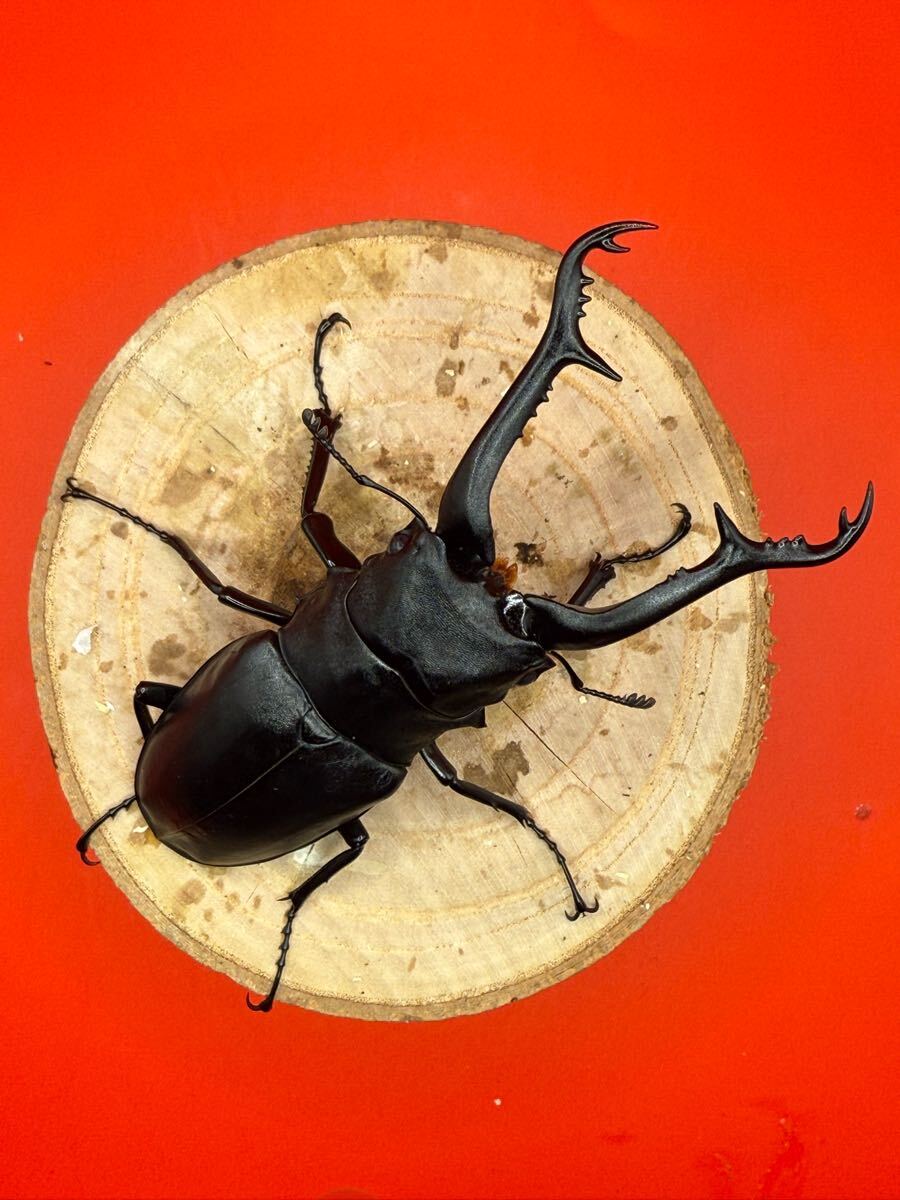 Hide虎 土曜発送限定 フローレスギラファノコギリクワガタ ケイスケ ♂101.2mm ♂単(外国産)｜売買されたオークション情報、yahooの商品情報をアーカイブ公開 - オークファン ...