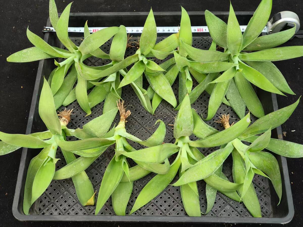 Yahoo!オークション - 33V 多肉植物アガベ アテナータ ボーチンブルー...