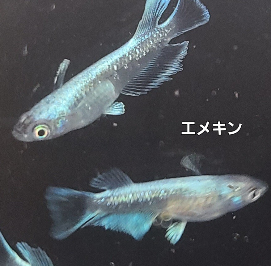 Yahoo!オークション - 人気の4種類 好評に付き1円スタート 墨虎RLF 10...