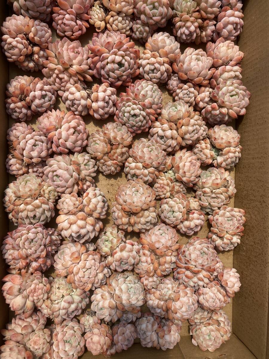 Yahoo!オークション - 45株 U608-3 多肉植物 エケベリア モンロー 観葉...