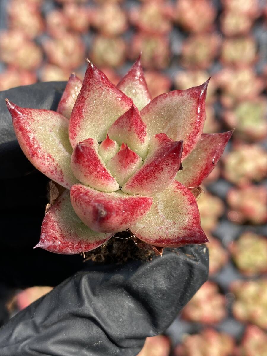 Yahoo!オークション - 105株 D6-2 多肉植物 エケベリア 美人の甘言葉 ...