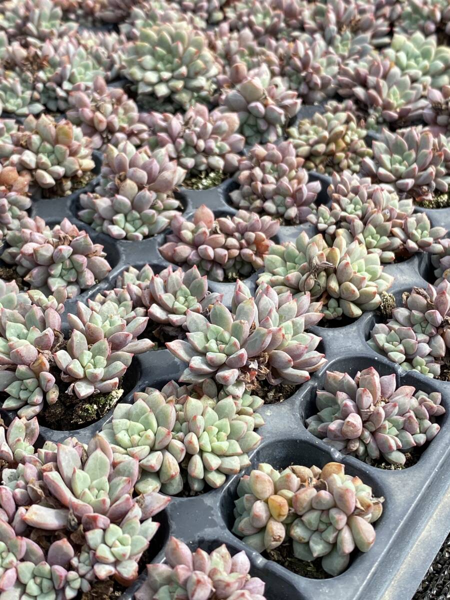 Yahoo!オークション - 128株 D118-2 多肉植物 エケベリア サファイア ...