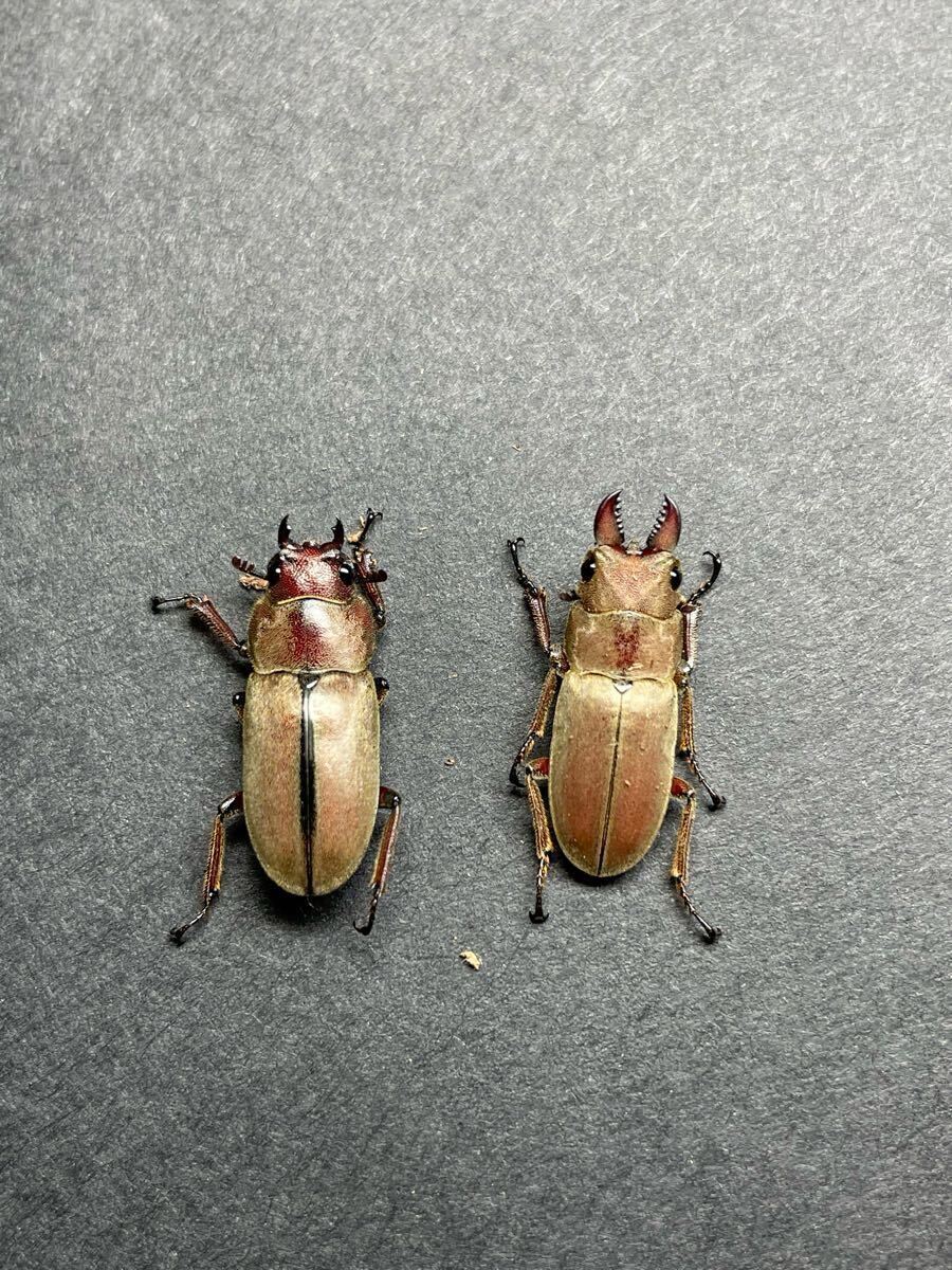 Yahoo!オークション - 【WF1】エリックノコギリクワガタ エリックノコ...