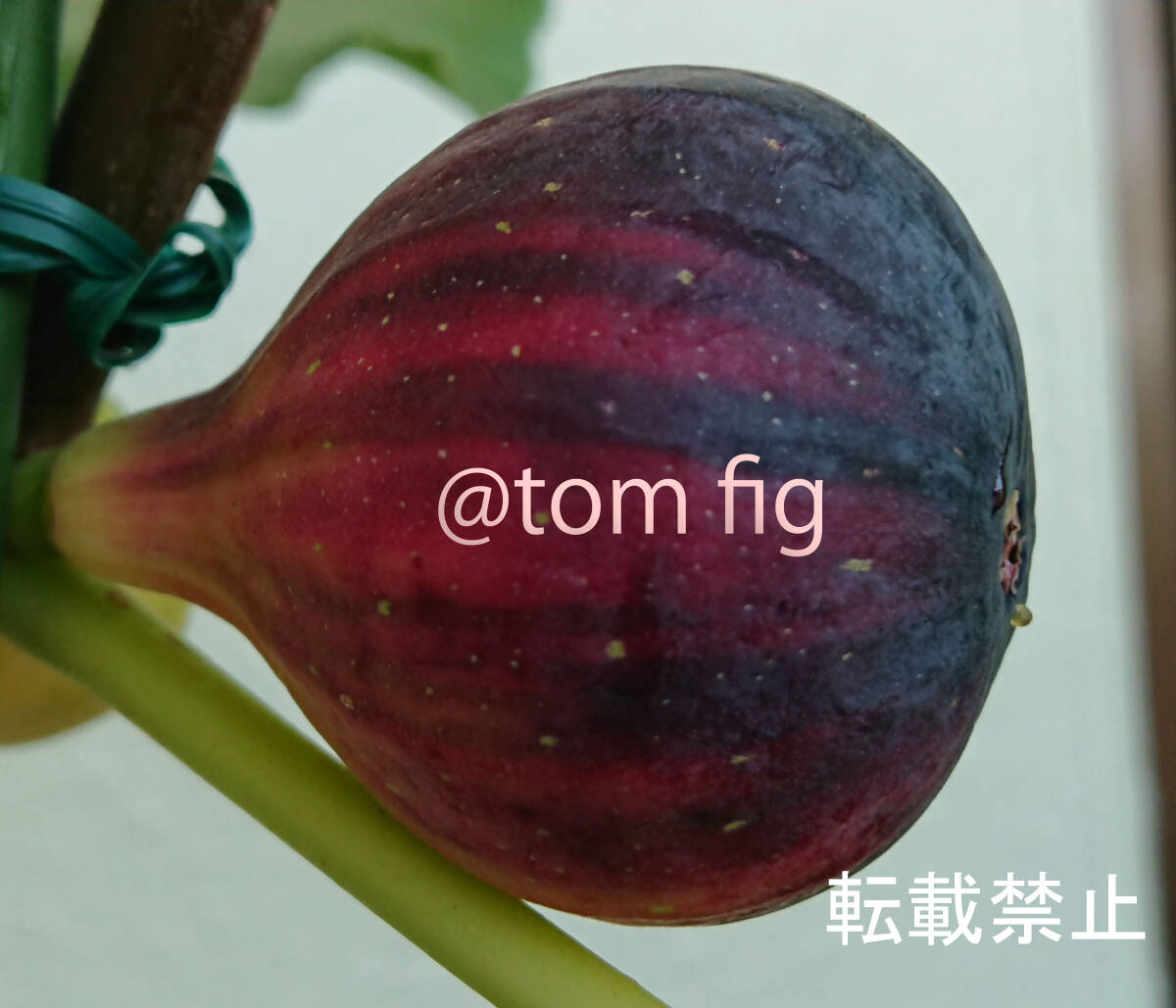 Yahoo!オークション - イチジク穂木 BNR 2本【完熟果 収穫済】 Bordiss...