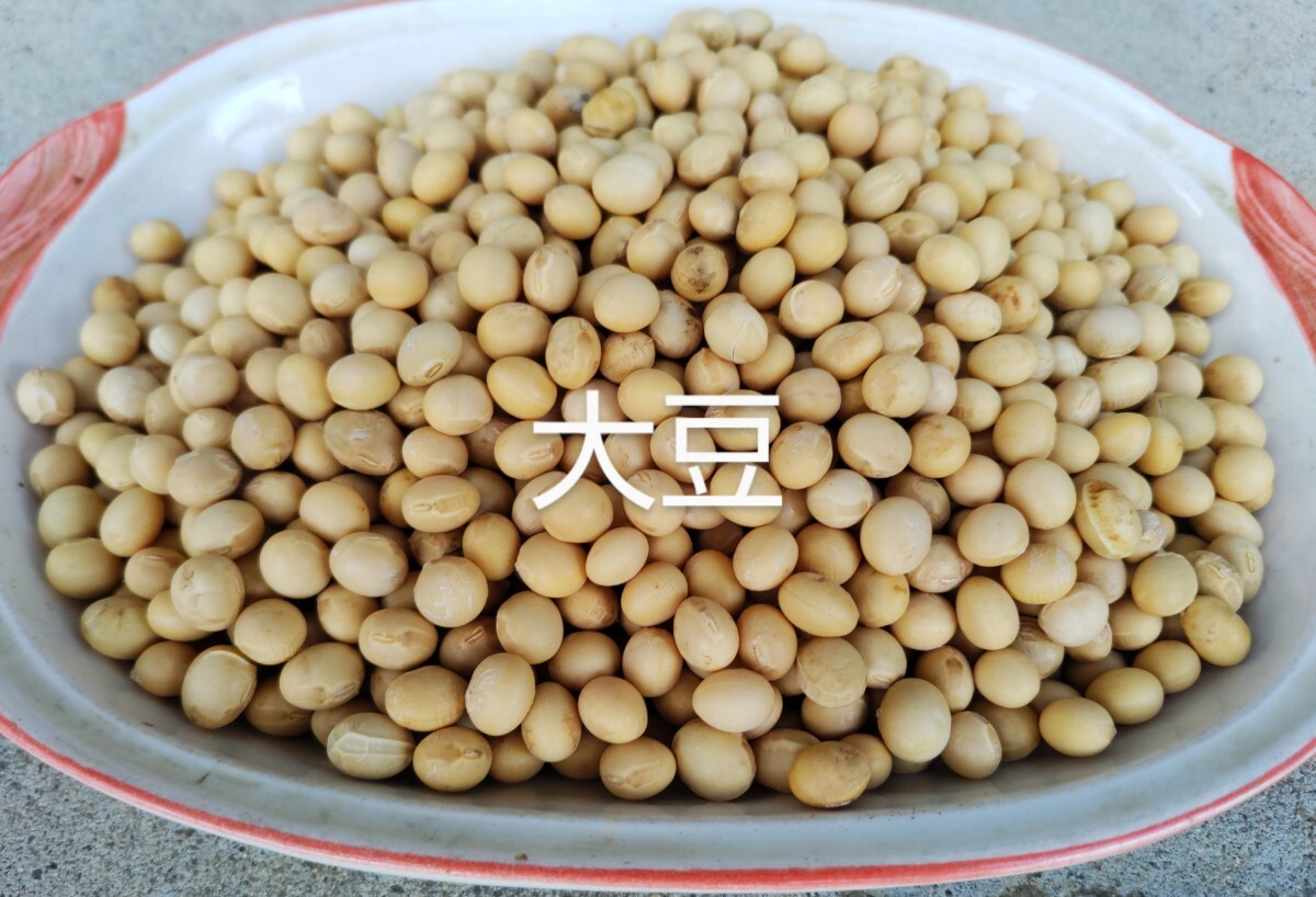大豆 1 4kg 地元産｜Yahoo!フリマ（旧PayPayフリマ）