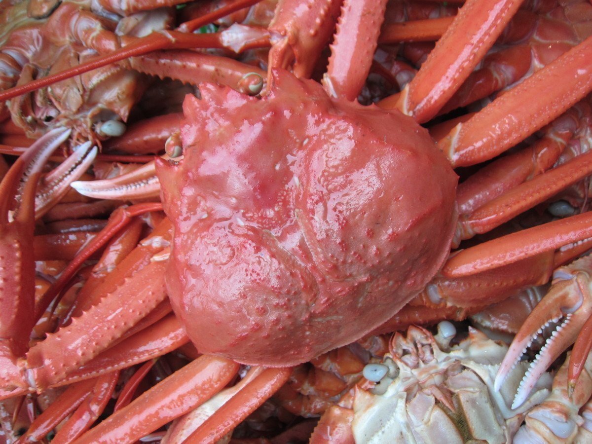 Yahoo!オークション - 20本 名人の 浜茹で蟹【最大級5L】（1尾600-800g...