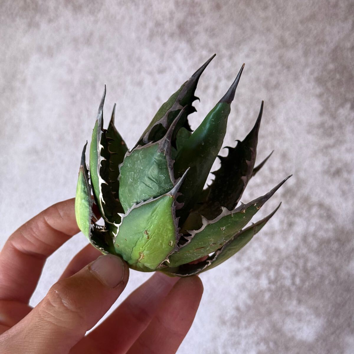 Yahoo!オークション - 5 Agave Horrida アガベ ホリダ