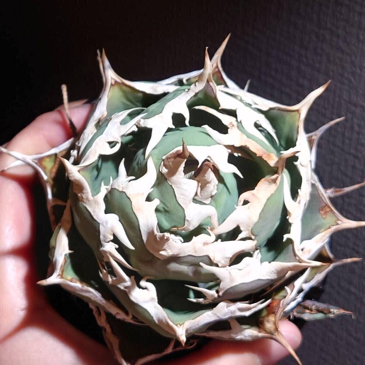 Yahoo!オークション - 【0311】アガベ チタノタ FO76 ミニラン鉢2.5号 ...