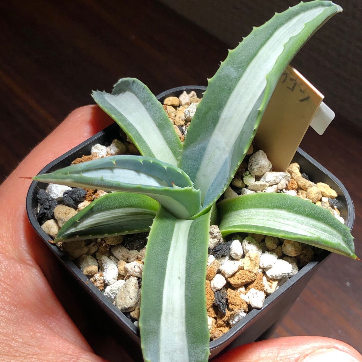 Yahoo!オークション - 【0316】アガベ 華厳 プレステラ75