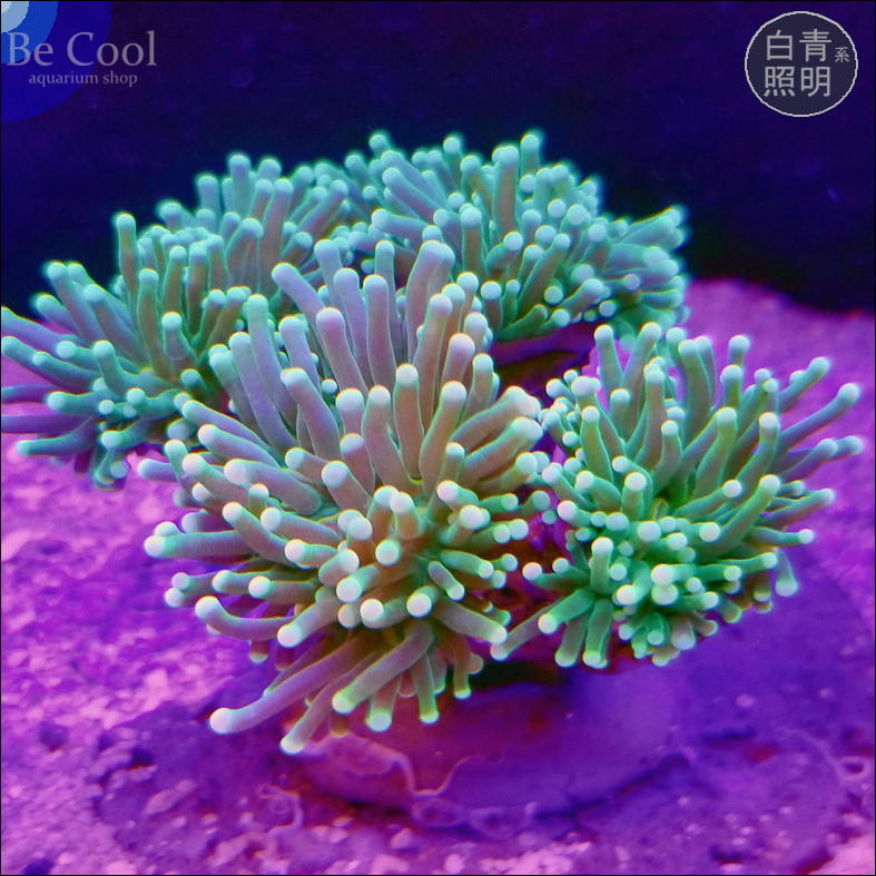 Yahoo!オークション - R92 ハナサンゴ（10cm前後）