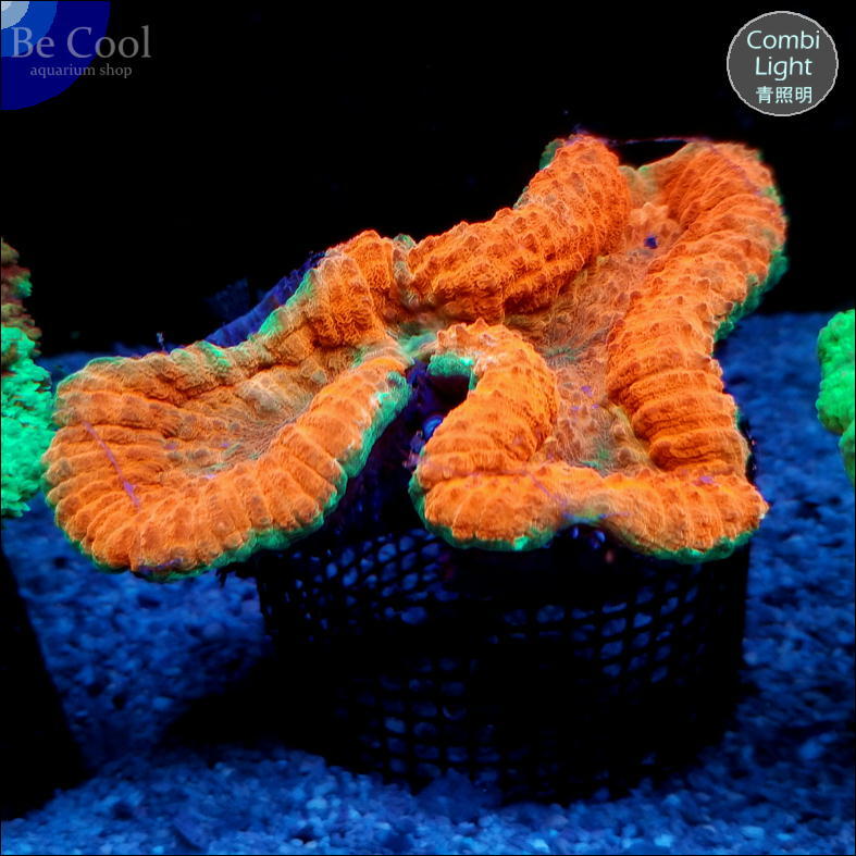 Yahoo!オークション - U62 ハナガタサンゴ（10cm前後）