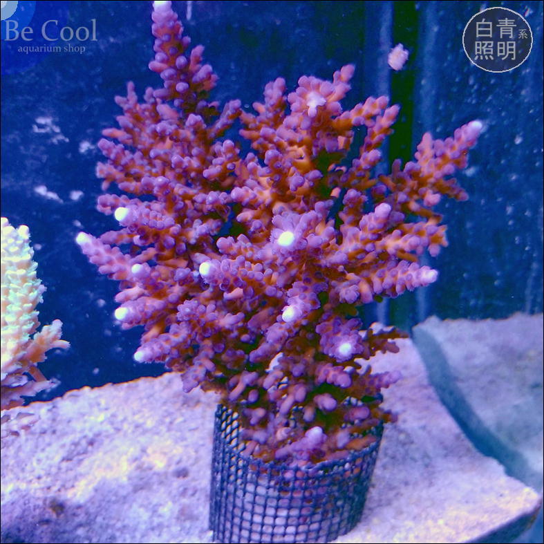 Yahoo!オークション - X39 ボーンミドリイシ（15cm前後）