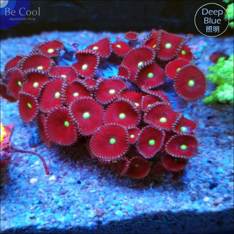 Yahoo!オークション - Y59 ボタンポリプ（9cm前後）