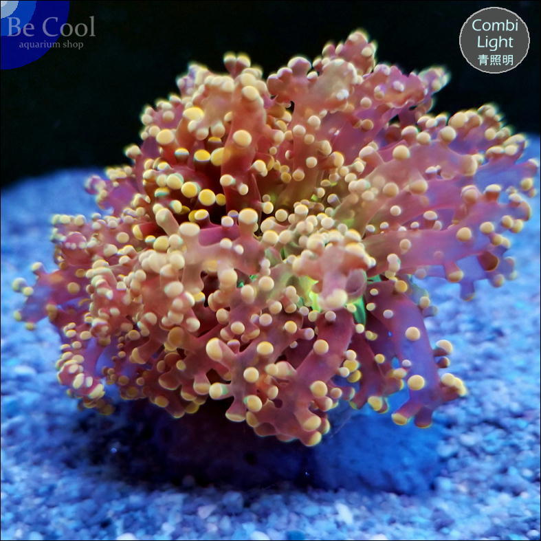 Yahoo!オークション - Y93 タコアシサンゴ（9cm前後）