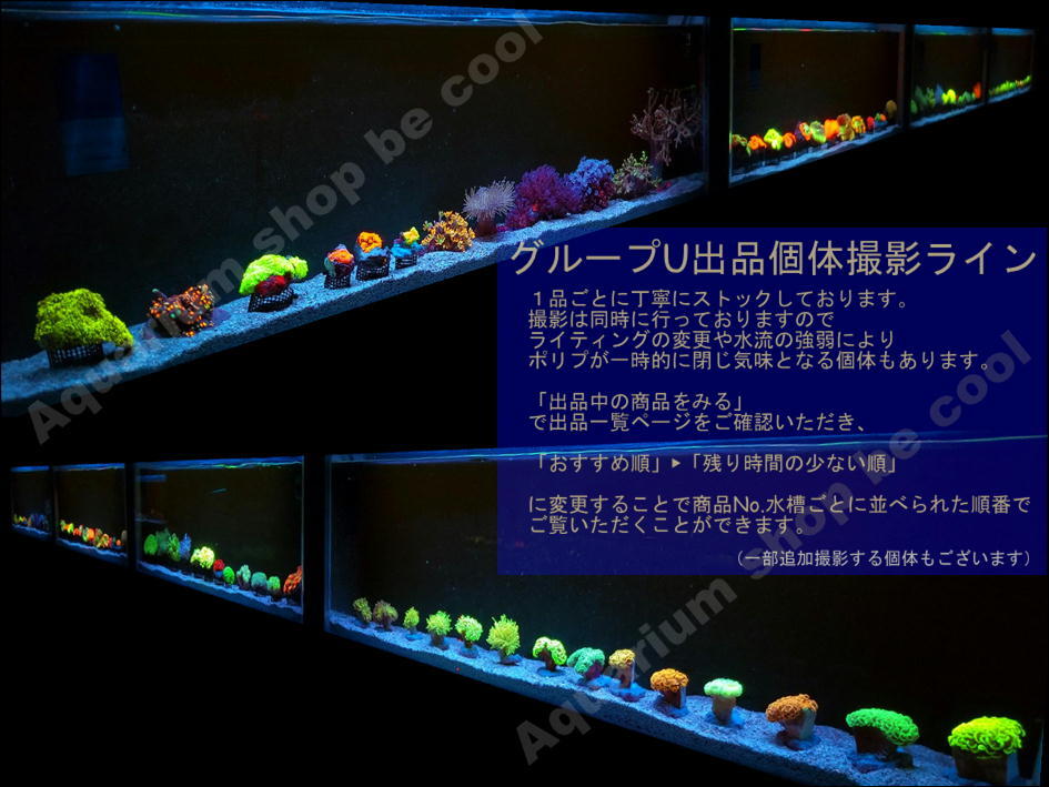 Yahoo!オークション - U62 ハナガタサンゴ（10cm前後）