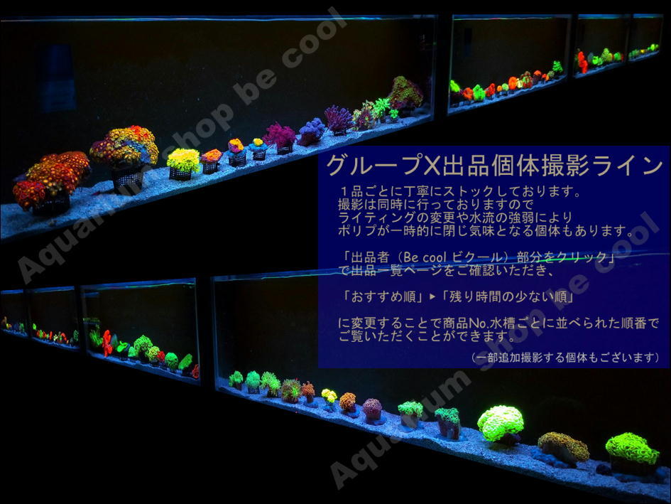 Yahoo!オークション - X86 ハナガササンゴ（14cm前後）