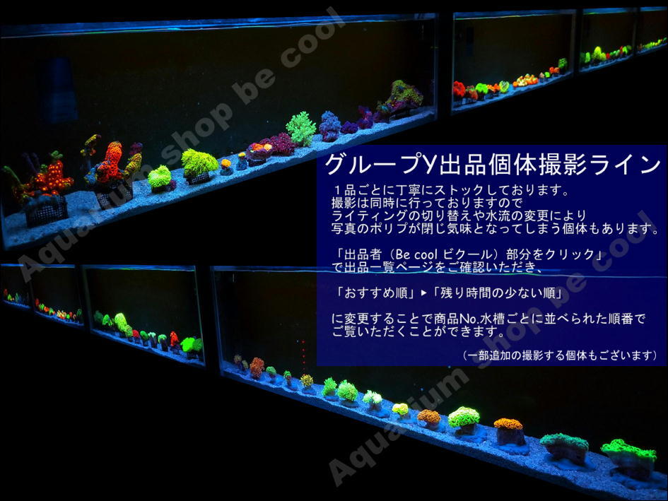 Yahoo!オークション - Y52 マメスナギンチャク（10cm前後）