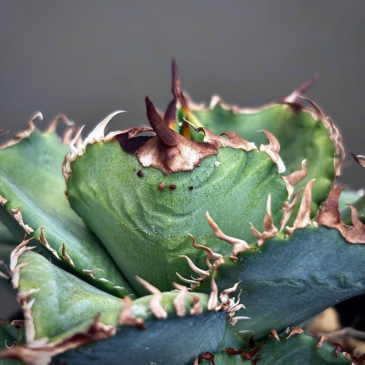 Yahoo!オークション - 子株のみ lize産 アガベ 皇冠 検索） チタノタ ...