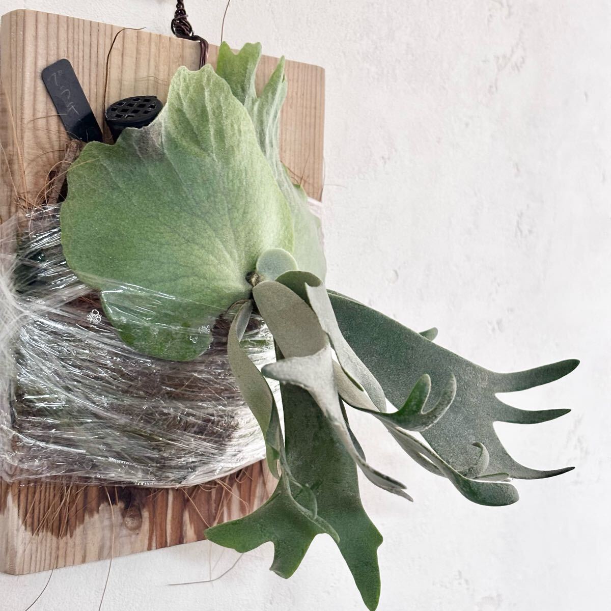 Yahoo!オークション - ビカクシダP. 'Platinum' Snow Queen F303 oc株