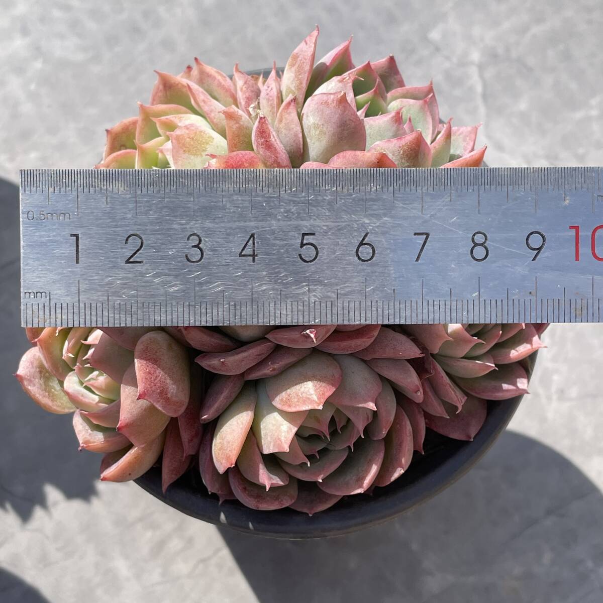 Yahoo!オークション - 24株 U515-1 多肉植物 エケベリア ピンククリス...