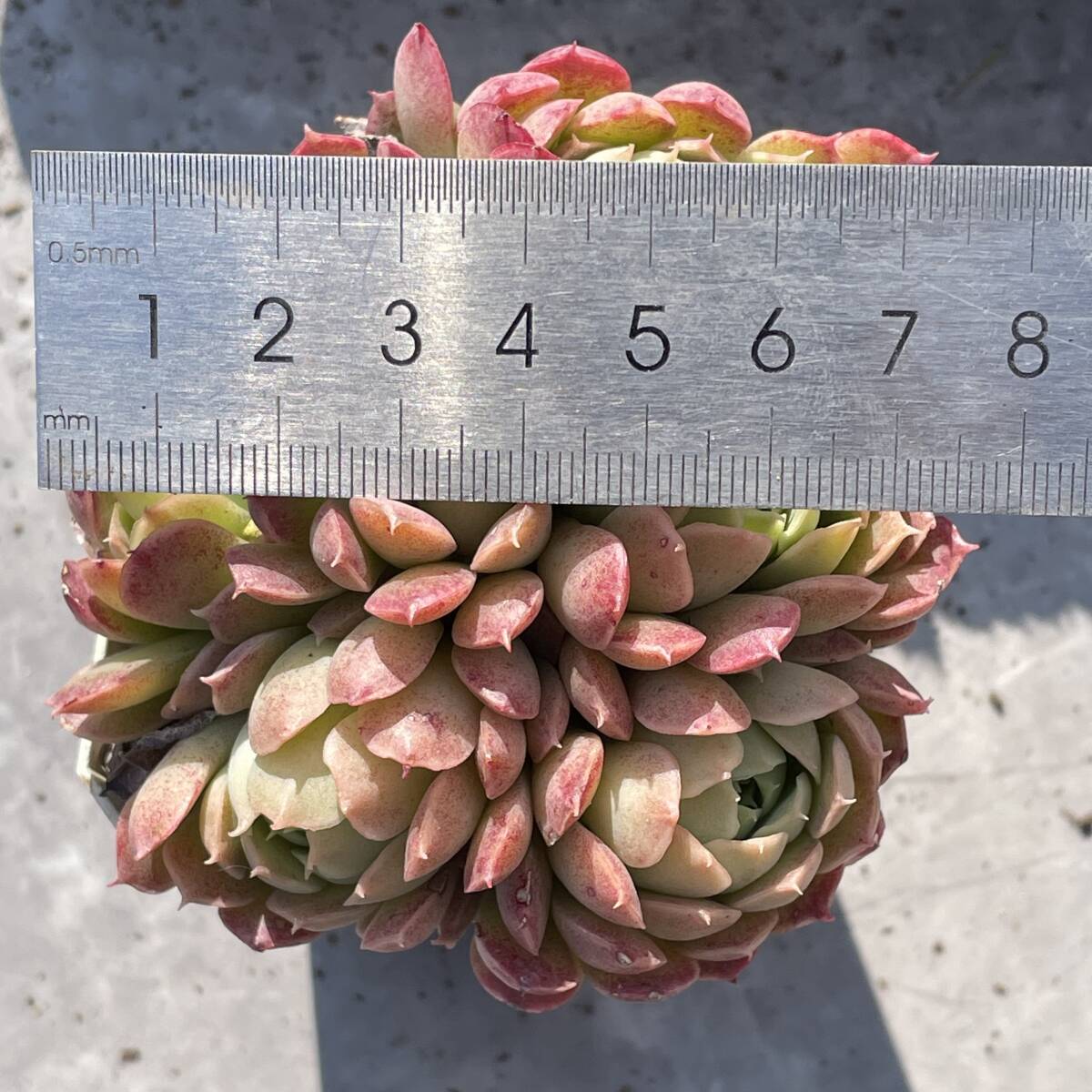 Yahoo!オークション - 35株 U518-1 多肉植物 エケベリア 赤い痣（群生...