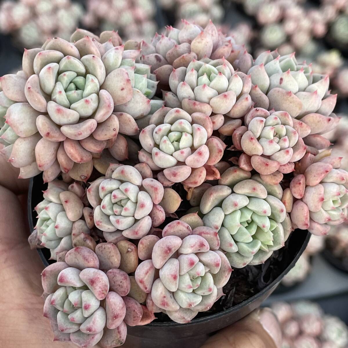 Yahoo!オークション - 40株 F552-2 多肉植物 エケベリア 可愛い泡 サボ...