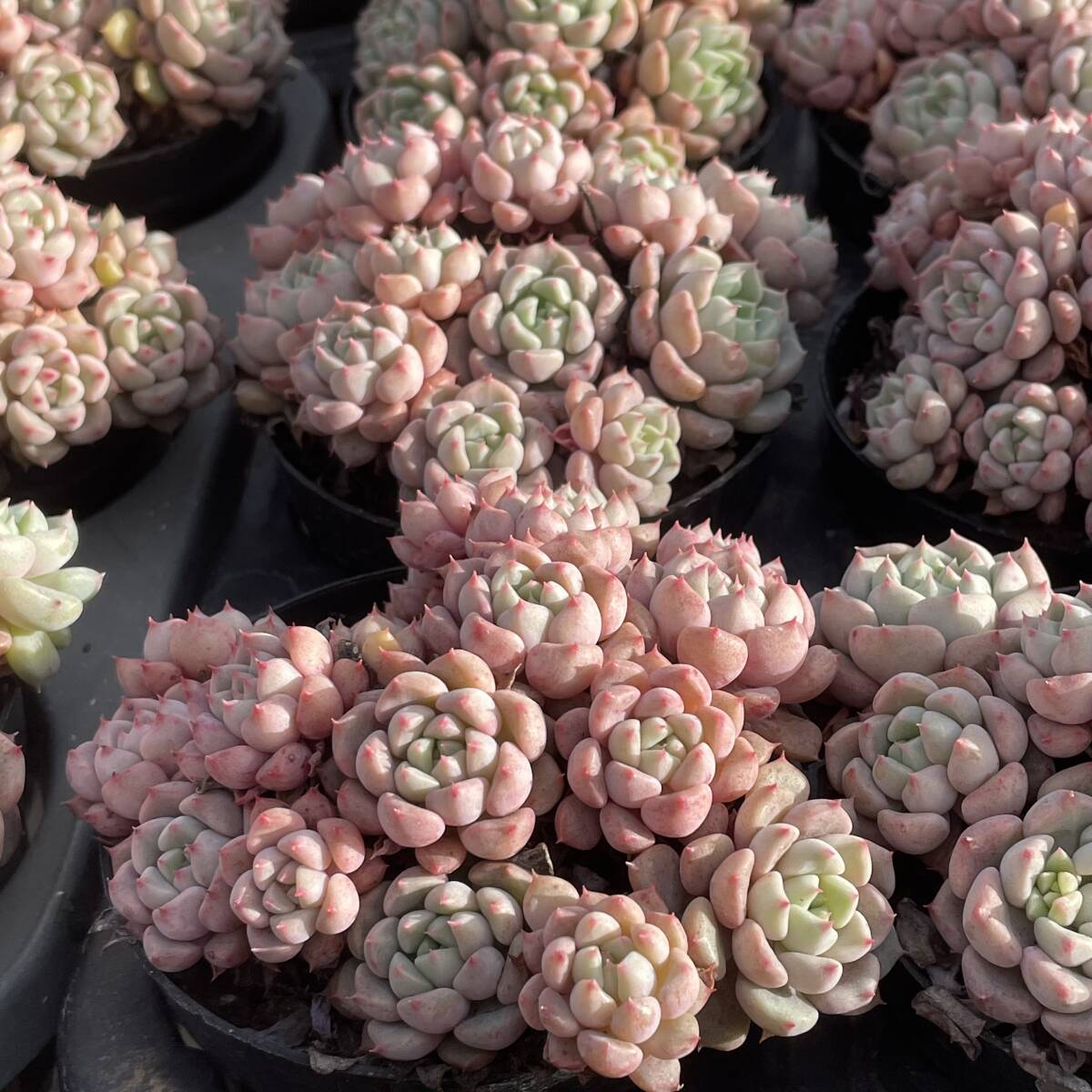 Yahoo!オークション - 40株 F552-2 多肉植物 エケベリア 可愛い泡 サボ...