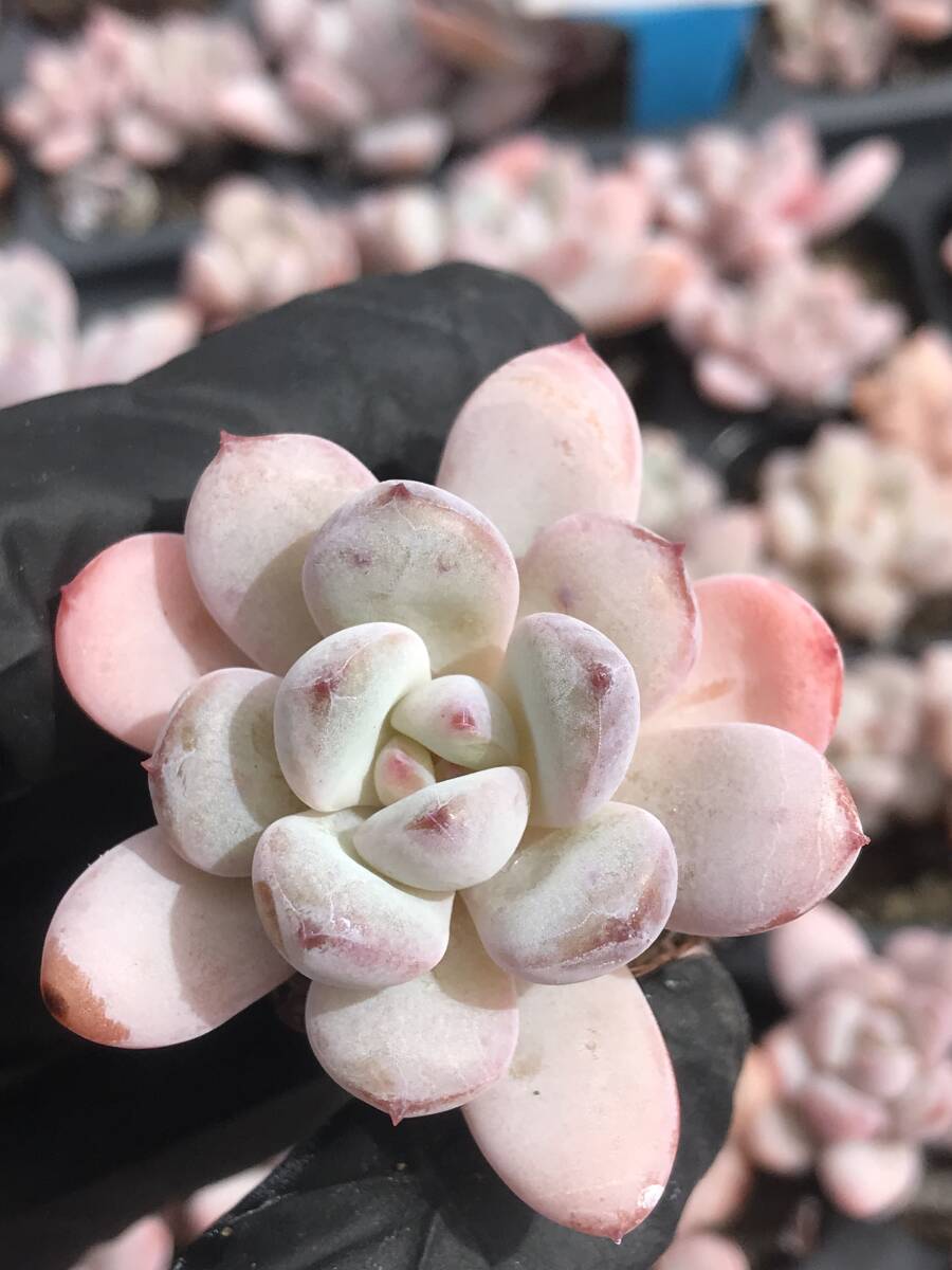 Yahoo!オークション - 128株 D34-1 多肉植物 エケベリア 星星雪 サボテ...