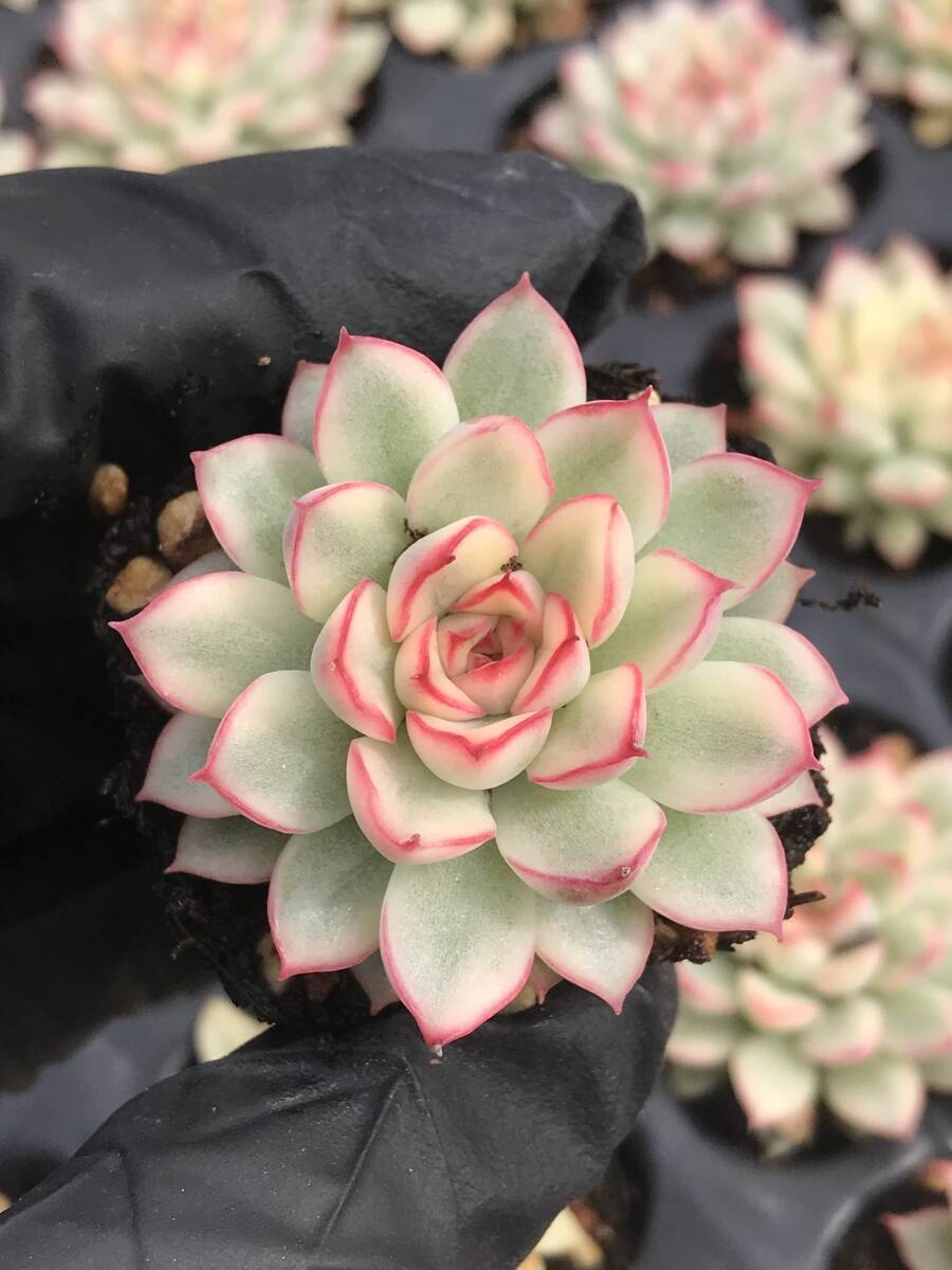 Yahoo!オークション - 72株 D37-1 多肉植物 エケベリア 女雛錦 サボテ...