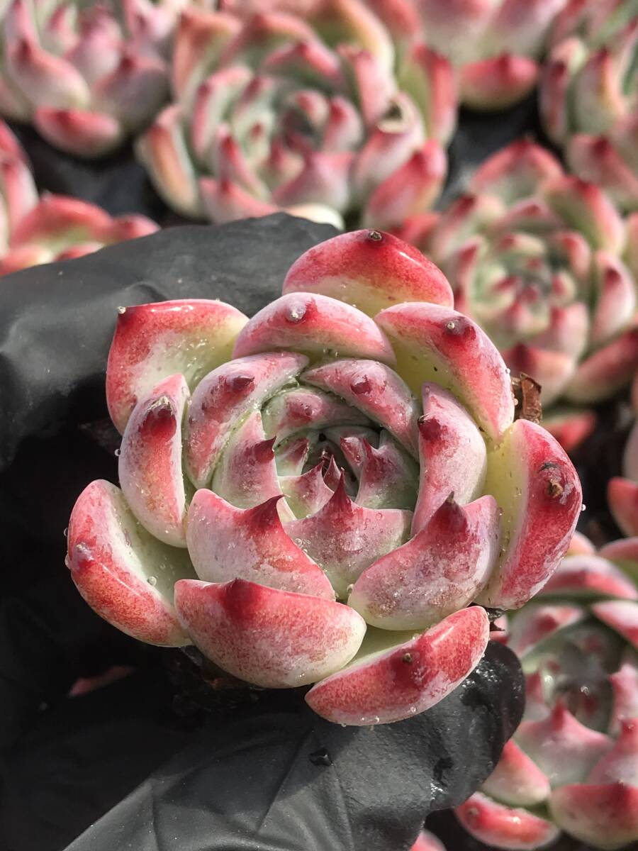 Yahoo!オークション - 50株 D39-1 多肉植物 エケベリア チワワ サボテ...