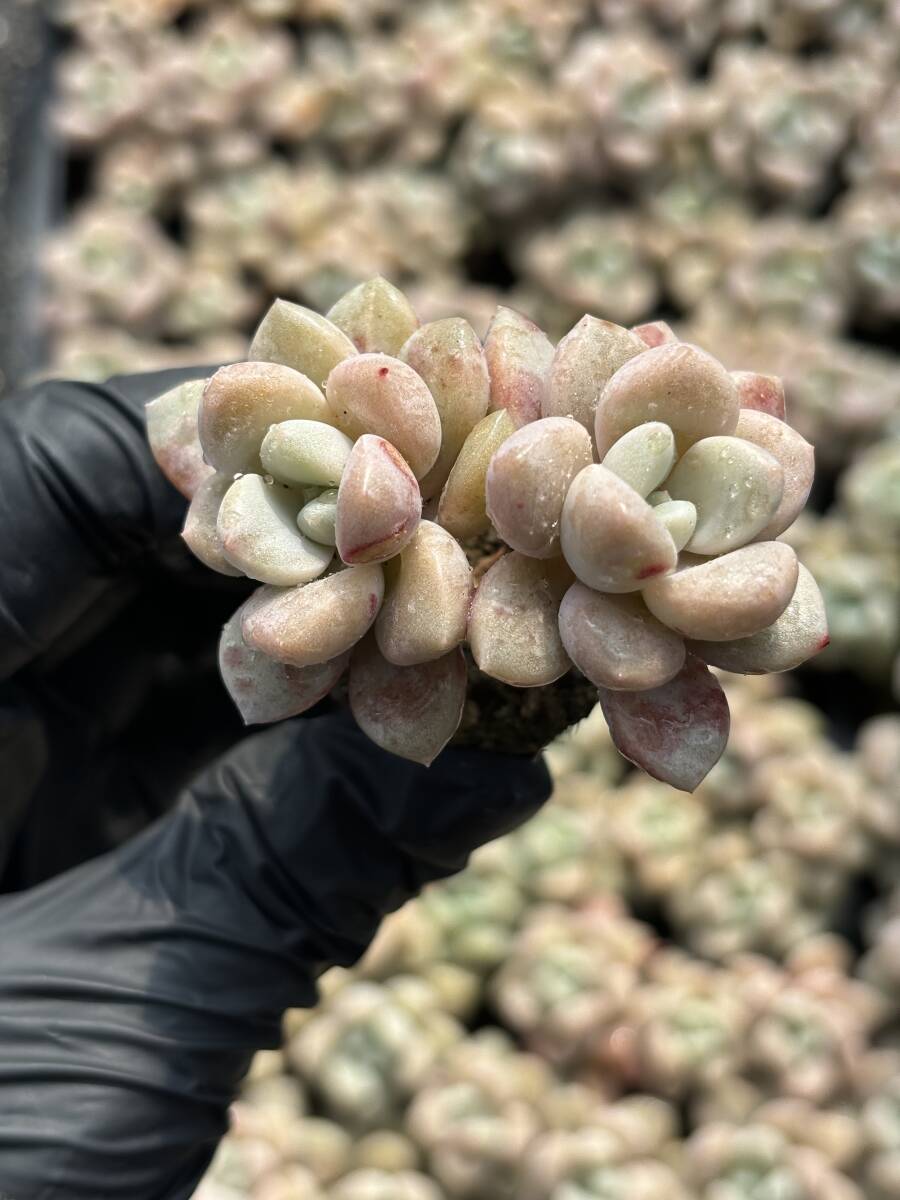 Yahoo!オークション - 105株 D74-1 多肉植物 エケベリア オオゴマダラ...