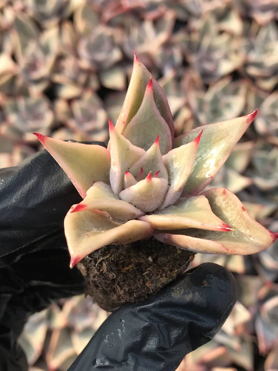 Yahoo!オークション - 128株 D82-1 多肉植物 エケベリア 餃子の皮 サボ...