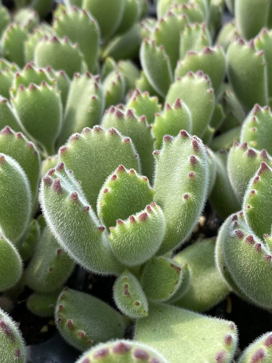 Yahoo!オークション - 105株 D84-1 多肉植物 エケベリア 熊童子 サボテ...