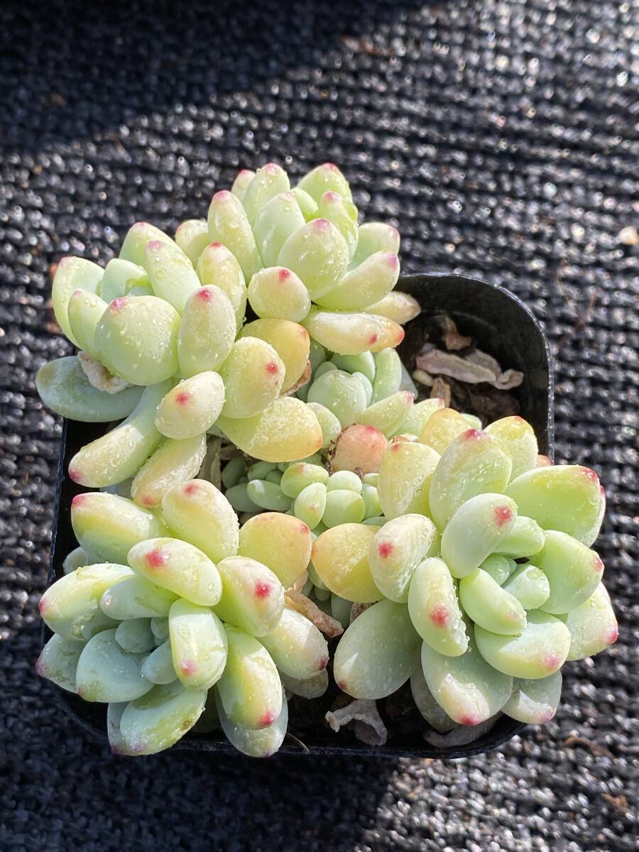 Yahoo!オークション - 24株 V-C106 ラウル 多肉植物 エケベリア 観葉植...