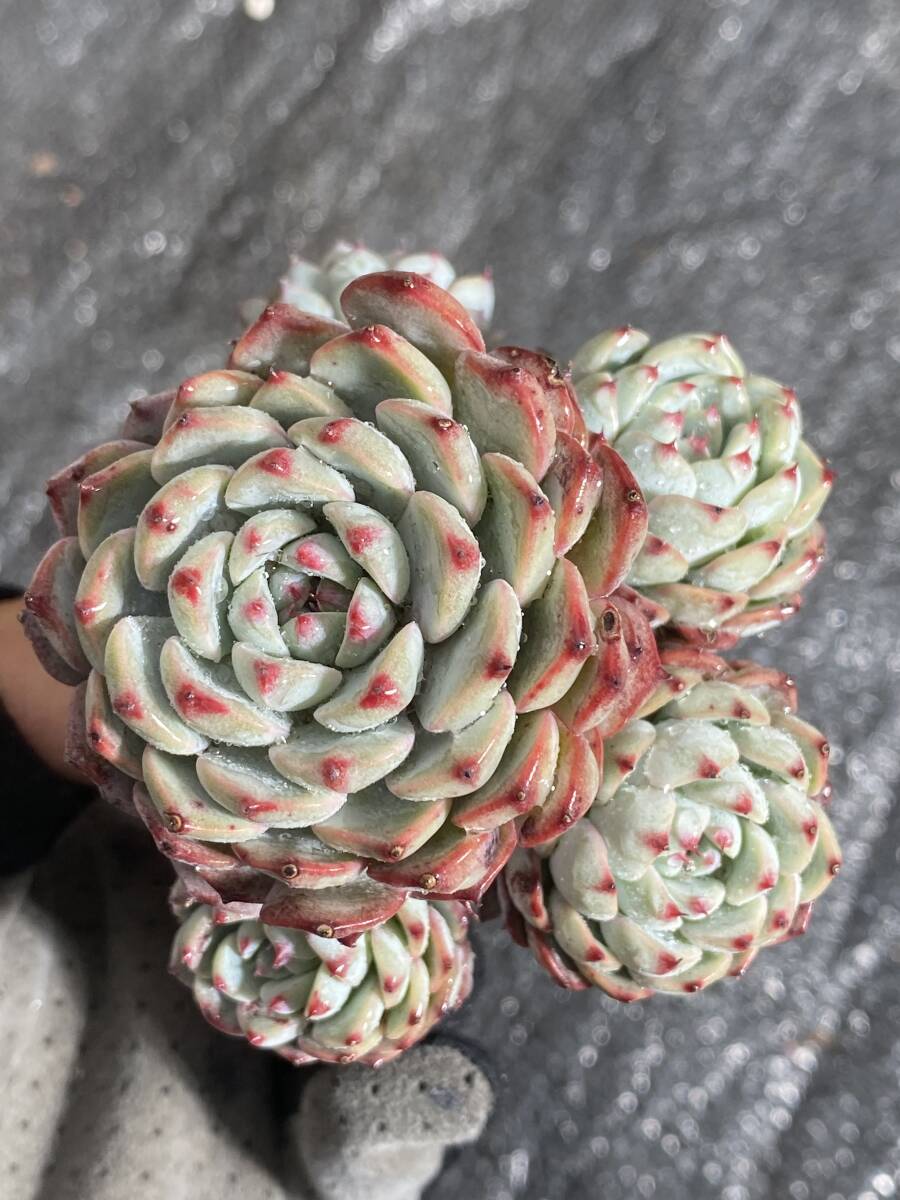 Yahoo!オークション - 62株 W619-3 多肉植物 エケベリア 緑爪 観葉植物...