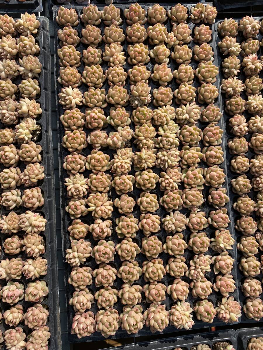 Yahoo!オークション - 105株 Y73-3 多肉植物 エケベリア 晴れ空 観葉植...