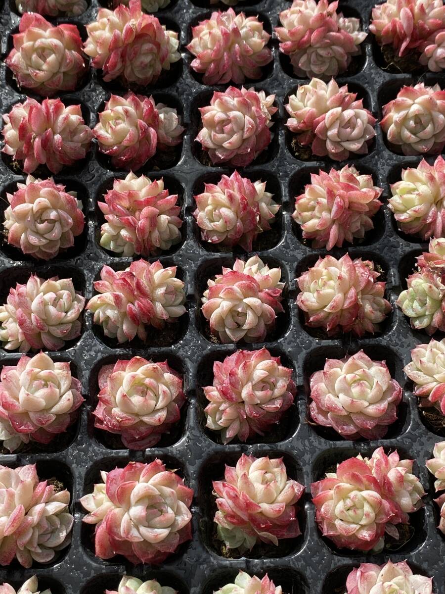 Yahoo!オークション - 128株 A703-2 多肉植物 エケベリア バラフェアリ...