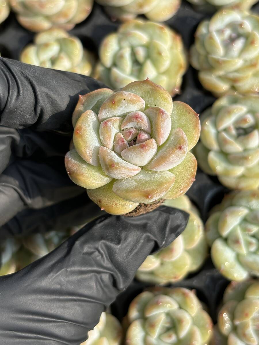 Yahoo!オークション - 128株 B167-1 多肉植物 エケベリア ピンク氷 観...