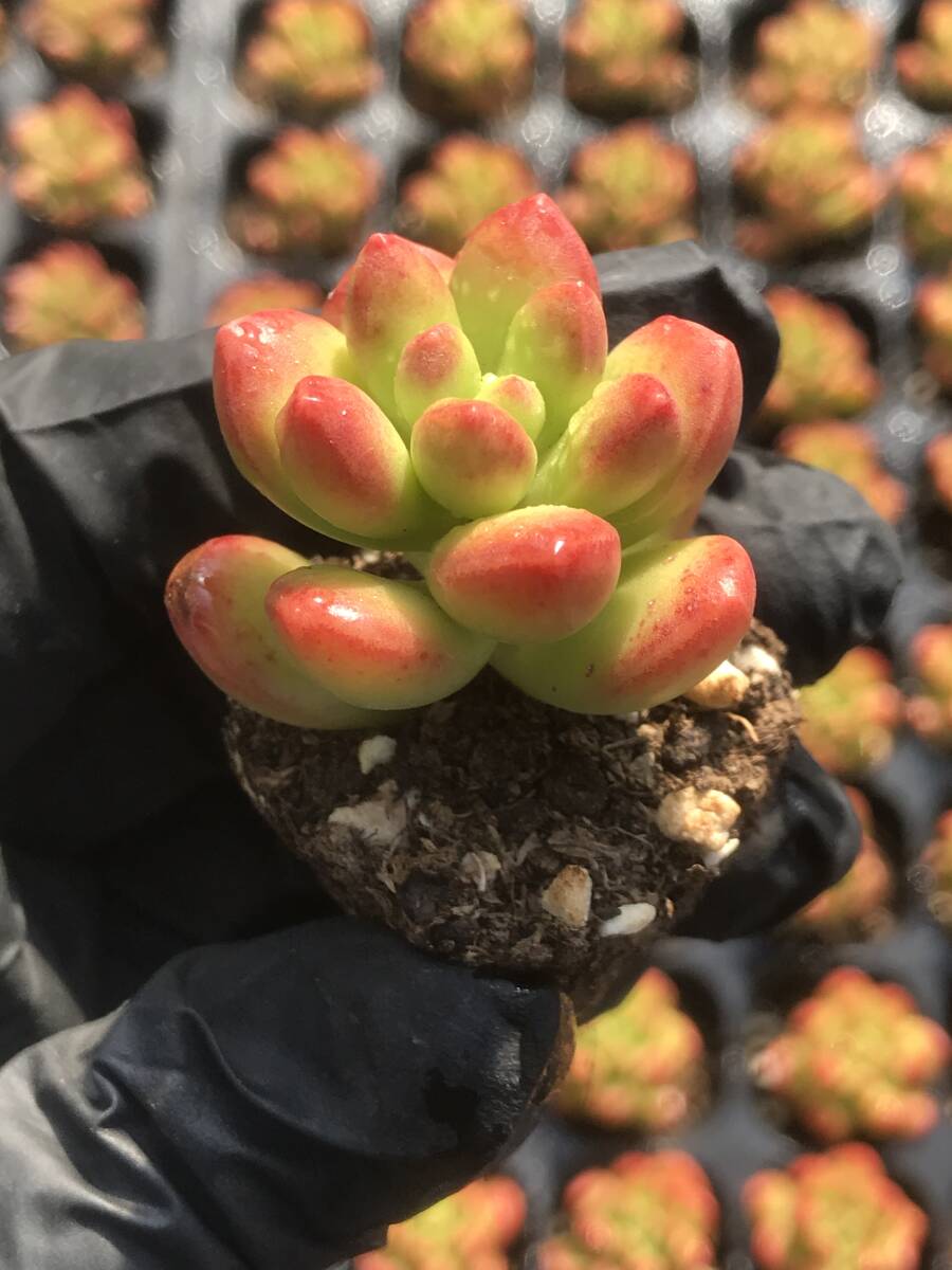 Yahoo!オークション - 72株 B184-1 多肉植物 エケベリア 丸葉松緑 観葉...