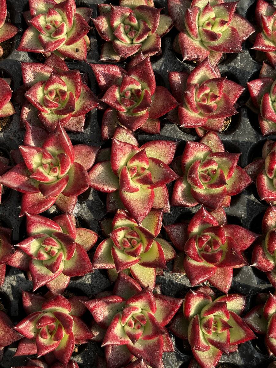 Yahoo!オークション - 105株 B193-1 多肉植物 エケベリア 紅檀 観葉植...