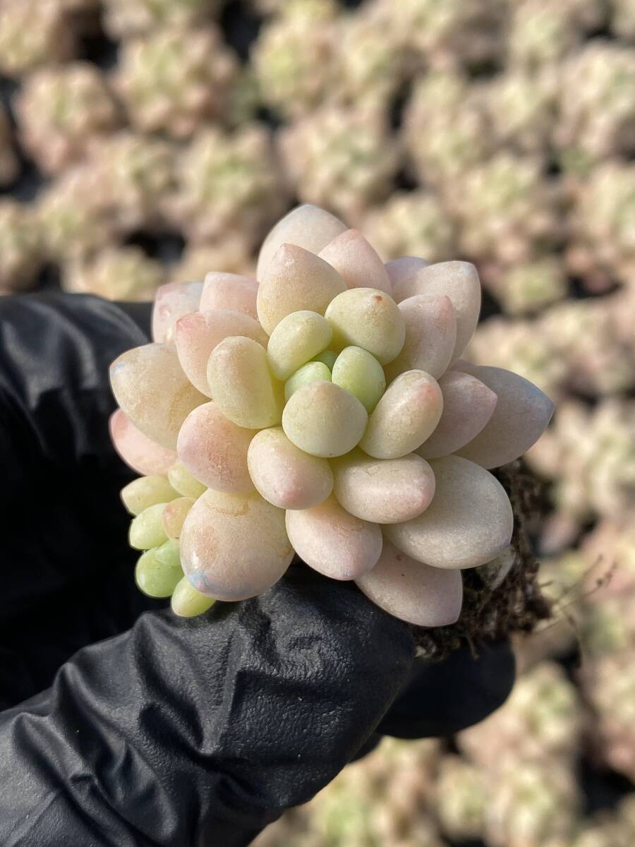 Yahoo!オークション - 105株 B229-1 多肉植物 エケベリア 105穴ロココ ...