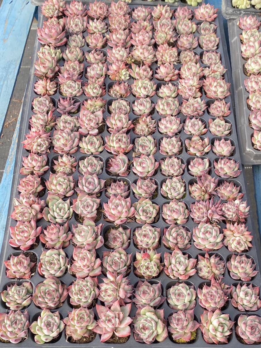 Yahoo!オークション - 128株 B242-1 多肉植物 エケベリア 128穴チワワ ...